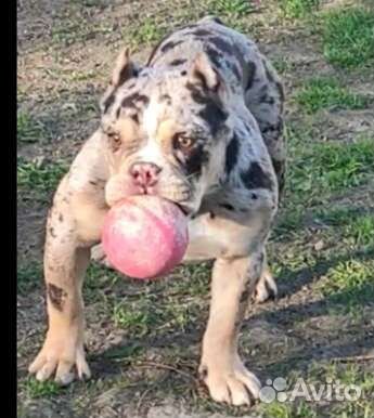 Американский Булли Девочка