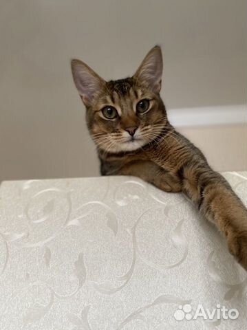 Кот