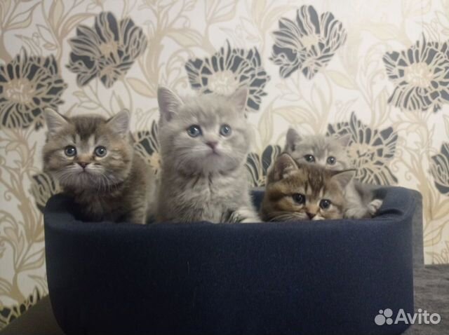 Британская кошка