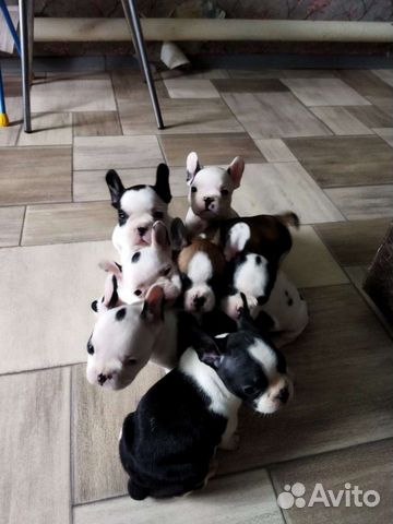 Французский бульдог щенки