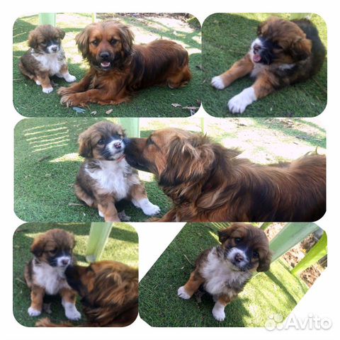 Щенок в добрые руки