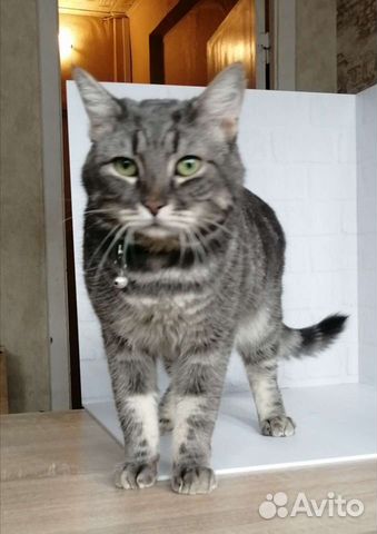 Кот в добрые руки