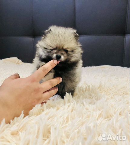 Плюшевый мини мишка