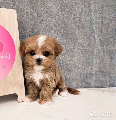 Щенки Мальтипу mini