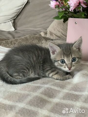 Котята