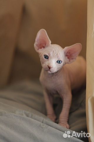 Котята сфинкс