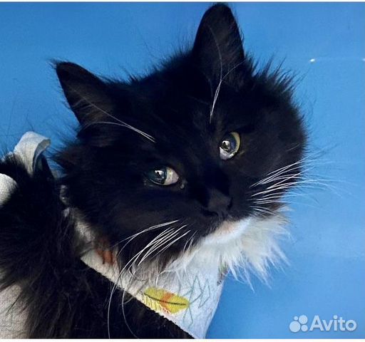 Осиротевшей юной кошке некуда идти