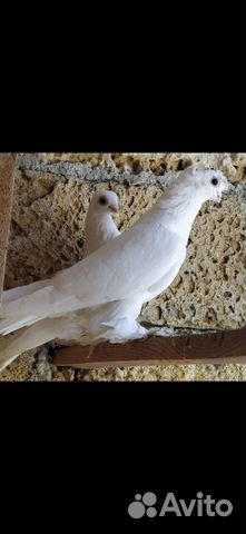 Продажа узбекских голубей