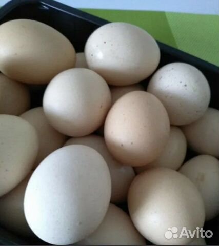 Инкубационное яйцо Кохинхин