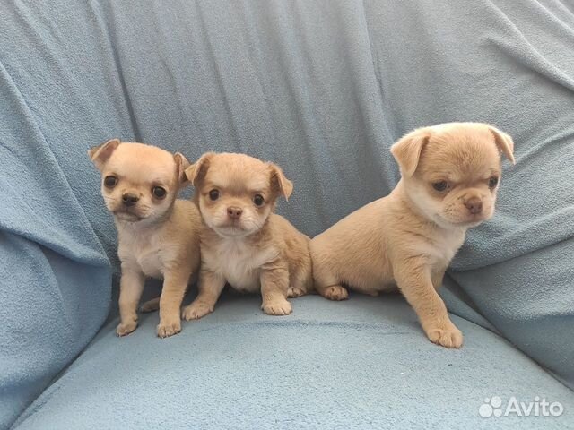 Очаровательные крошки