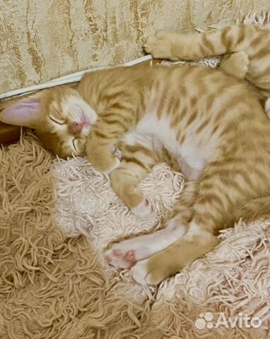 Мраморная рыженькая кошечка