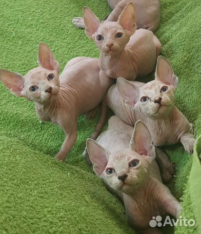 Кошки, канадский сфинкс