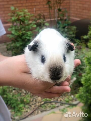 Морская свинка калифорния белая