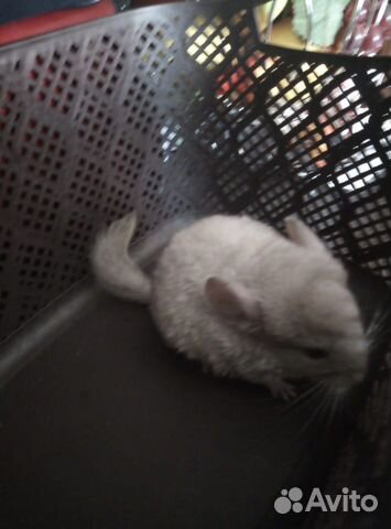 Шиншиллята 1 мес., девочки