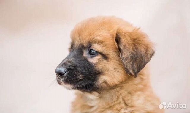 Щенок Малыш Фредди ищет дом