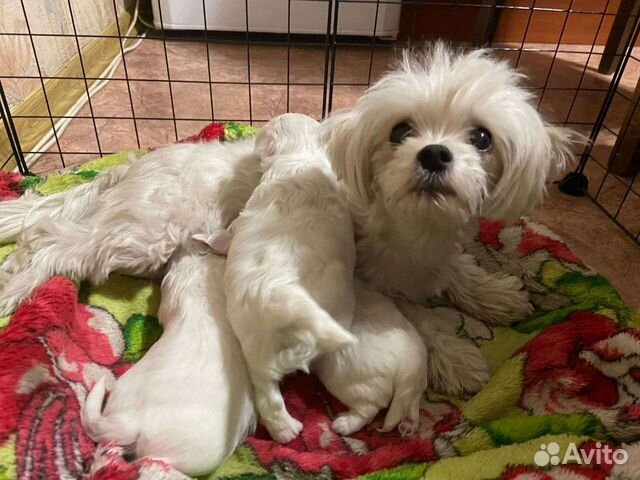 Мальтийская балонка