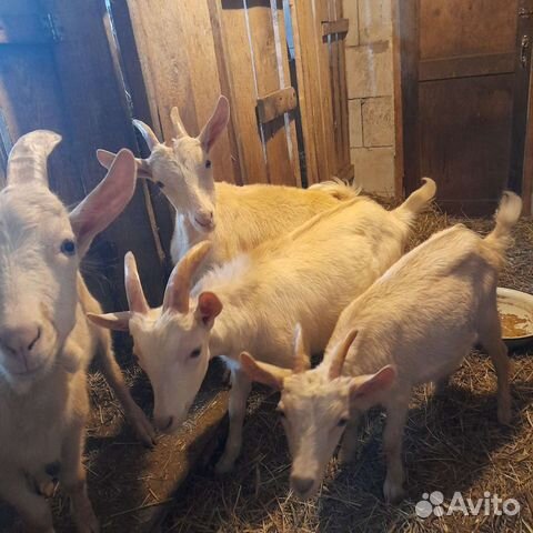 Козлята 4-5 месяцев