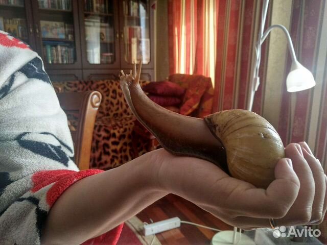 Отдам в добрые руки улитку