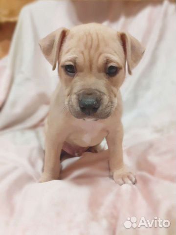 Щенок американского питбуля