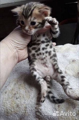 Котёнок бенгал