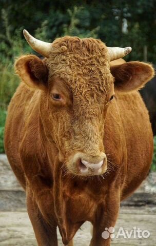 Продам или обменяю бычка