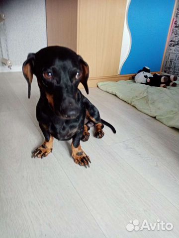 Таксы отдам