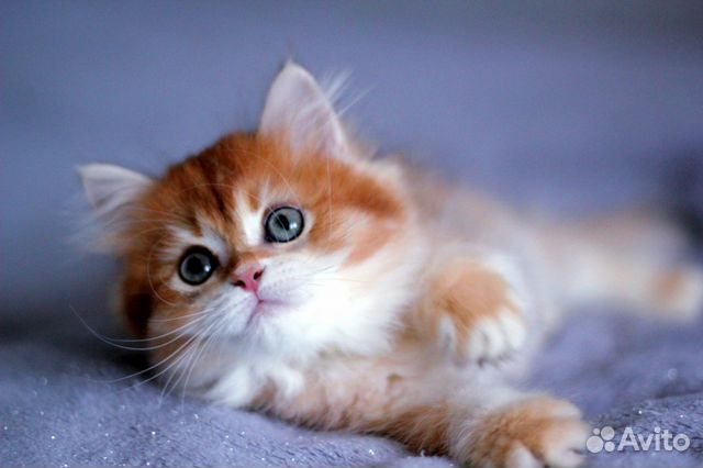 Очаровательное создание с хорошим характером, ny11