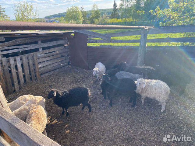 Курдючные бараны овцы