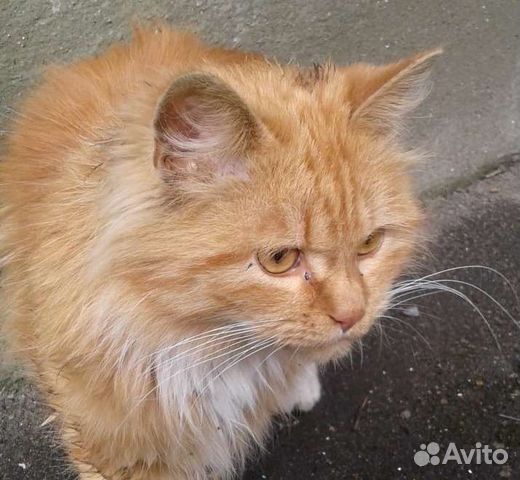 Кошечка милая в добрые руки