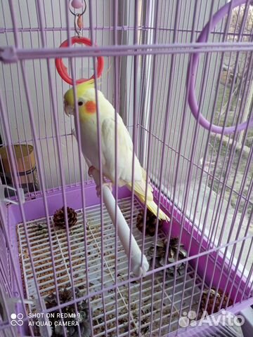 Попугай корелла