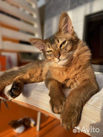 Кот вязка Сомали