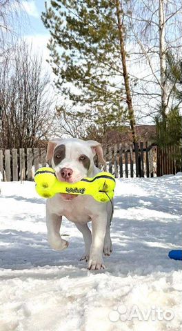 Американский бульдог