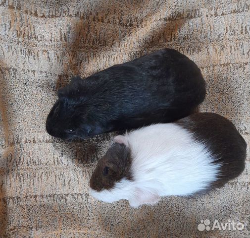 Морские свинки мальчики