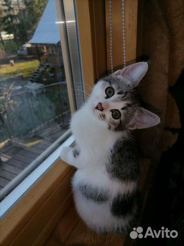 Котодевочка ищет семью