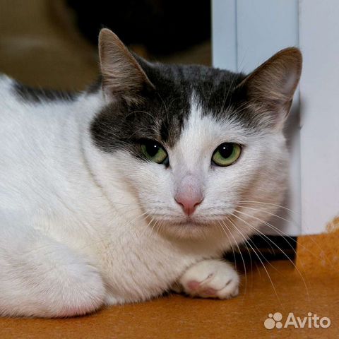 Кошка Кроша
