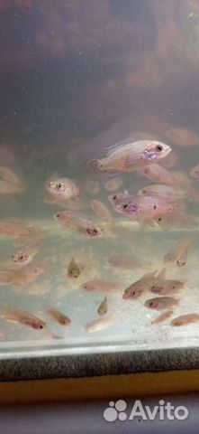 Хромис красавец малек