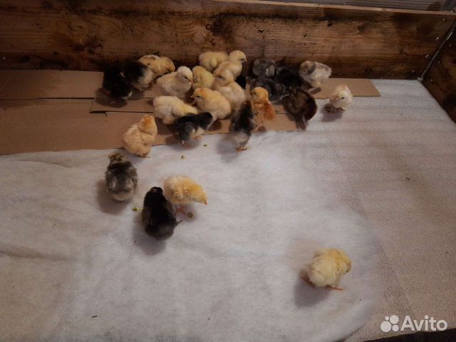 Цыплята кохинхин и пару несушек