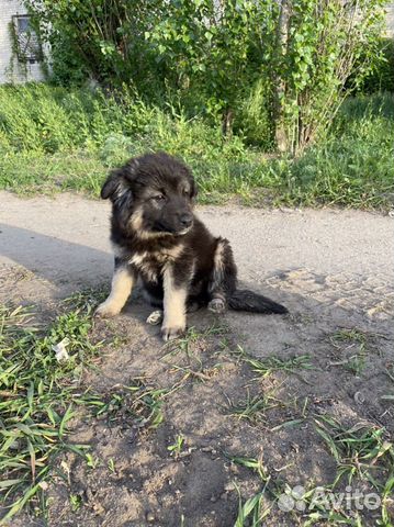 Щенки девочки