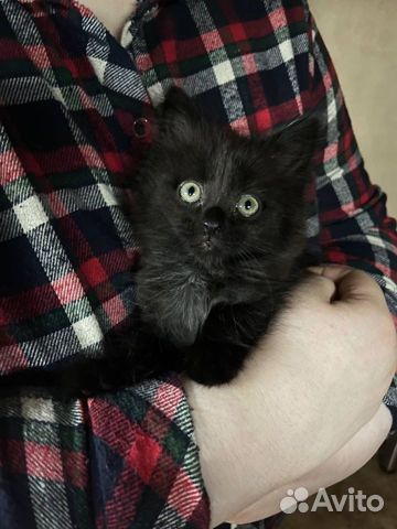 Черный котенок