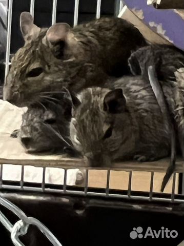 Дегу малыши