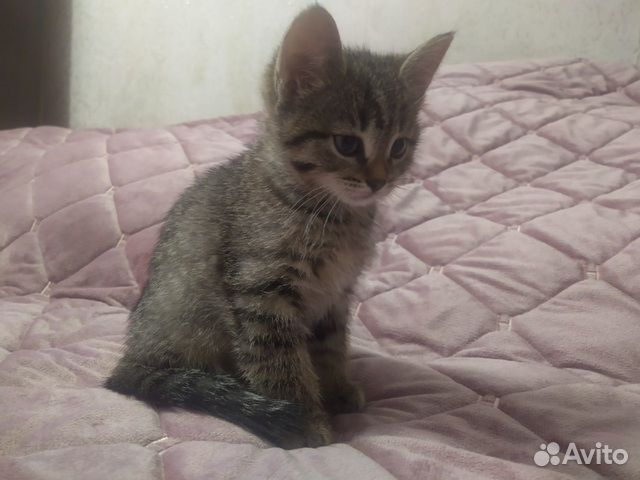 Отдам Сибирского котёнка в добрые руки