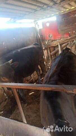 Телки на мясо