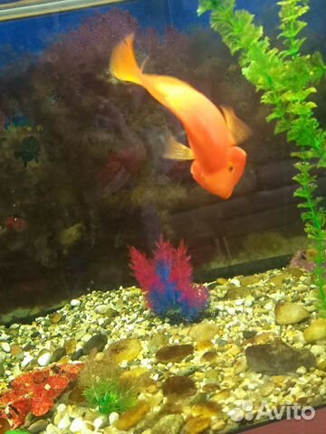 Живая рыба Попугай