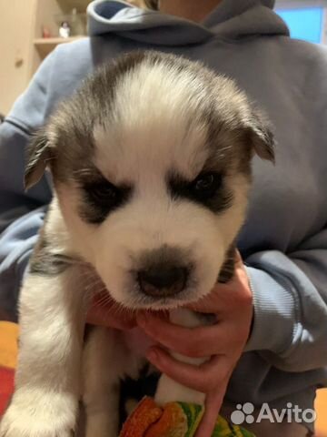 Сибирский хаски