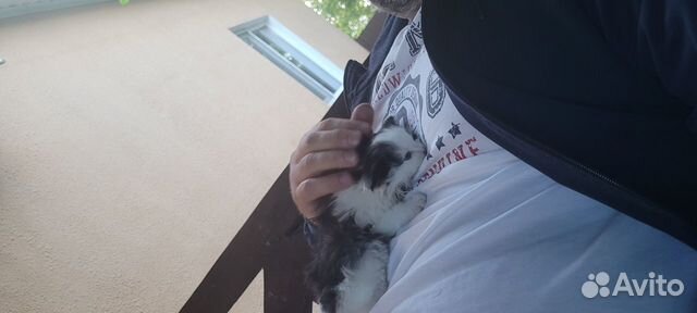 Котятки