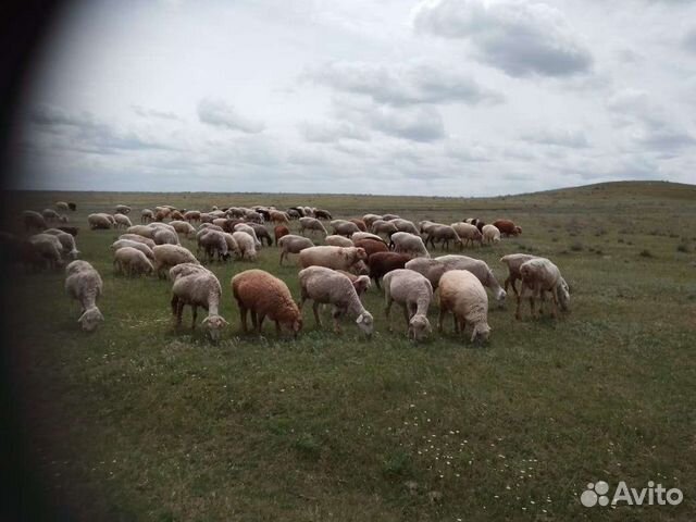 Продаются ягнята зимние. Цена 10000