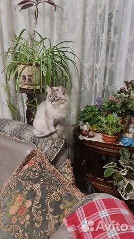 Котик породы Регдол