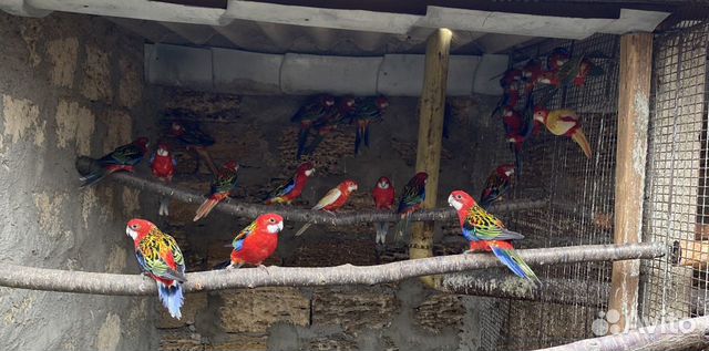 Попугаи разеллы, горные, кареллы и волна