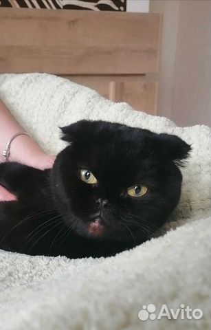 Шотландские кошки бесплатно