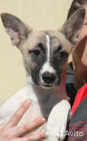 Щенки красивые